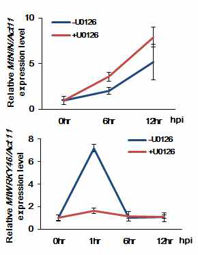 [보고서]비생물학적 스트레스에 의해 저해되는 질소고정 뿌리혹 발달 신호전달 체계 규명