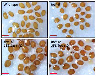 [보고서]비생물학적 스트레스에 의해 저해되는 질소고정 뿌리혹 발달 신호전달 체계 규명