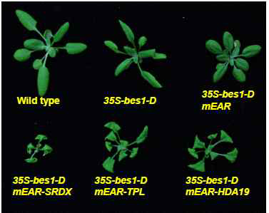 [보고서]비생물학적 스트레스에 의해 저해되는 질소고정 뿌리혹 발달 신호전달 체계 규명