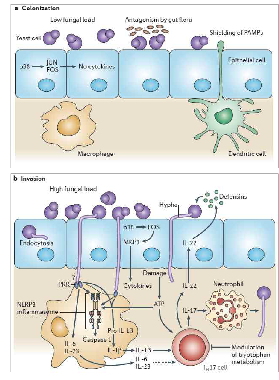 [보고서]Candida albicans의 균사형성에 필수적인 NDR kinase(Cbk1)의 분자기능과 숙주세포 침투 시 역할에 관한 연구