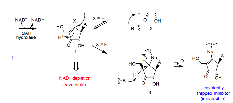 [보고서]광범위 항바이러스제 개발을 위한 S-Adenosylhomocysteine Hydrolase 저해제의 설계, 합성 및 ...