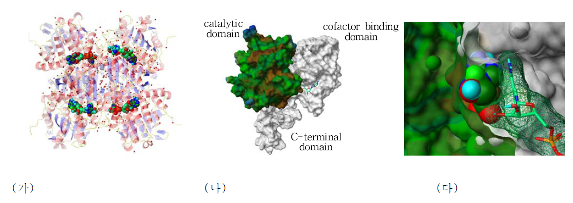 [보고서]광범위 항바이러스제 개발을 위한 S-Adenosylhomocysteine Hydrolase 저해제의 설계, 합성 및 ...