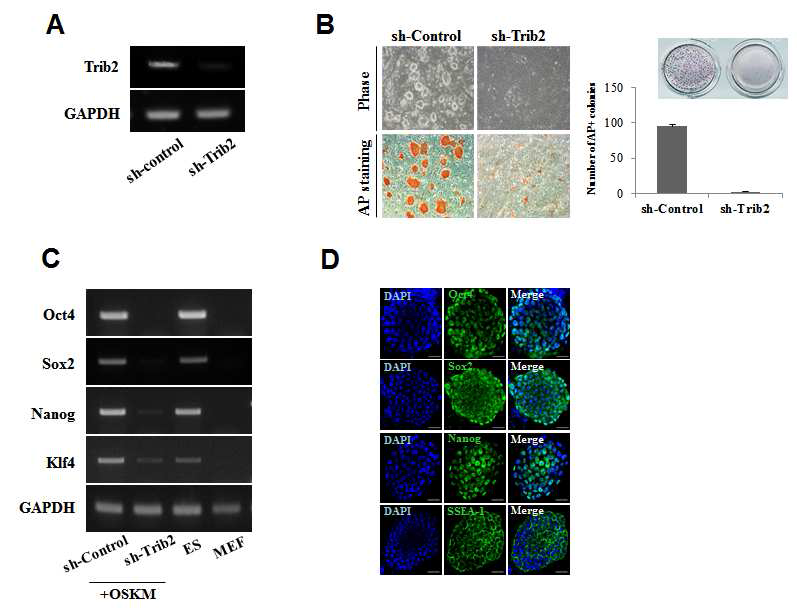 보고서 리프로그래밍 전사인자 결합 단백질체의 조절을 통한 리프로그래밍 효율 증진 기술개발