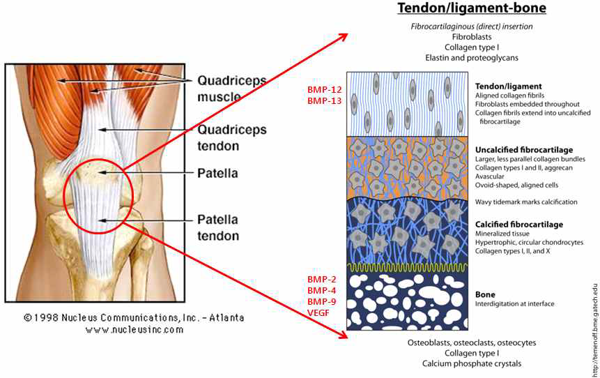 [보고서]건(tendon)-골(bone) interface 재생을 위한 기능성 그레디언트 지지체의 개발