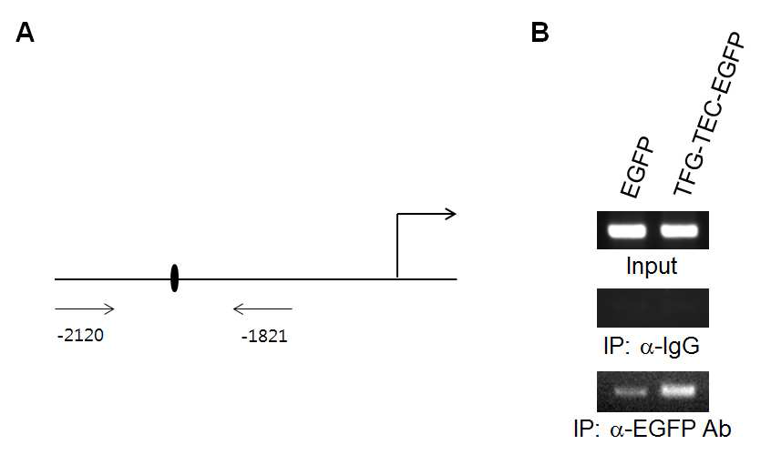 [보고서]암 대사관련 TFG-TEC 타겟 유전자 발굴 연구