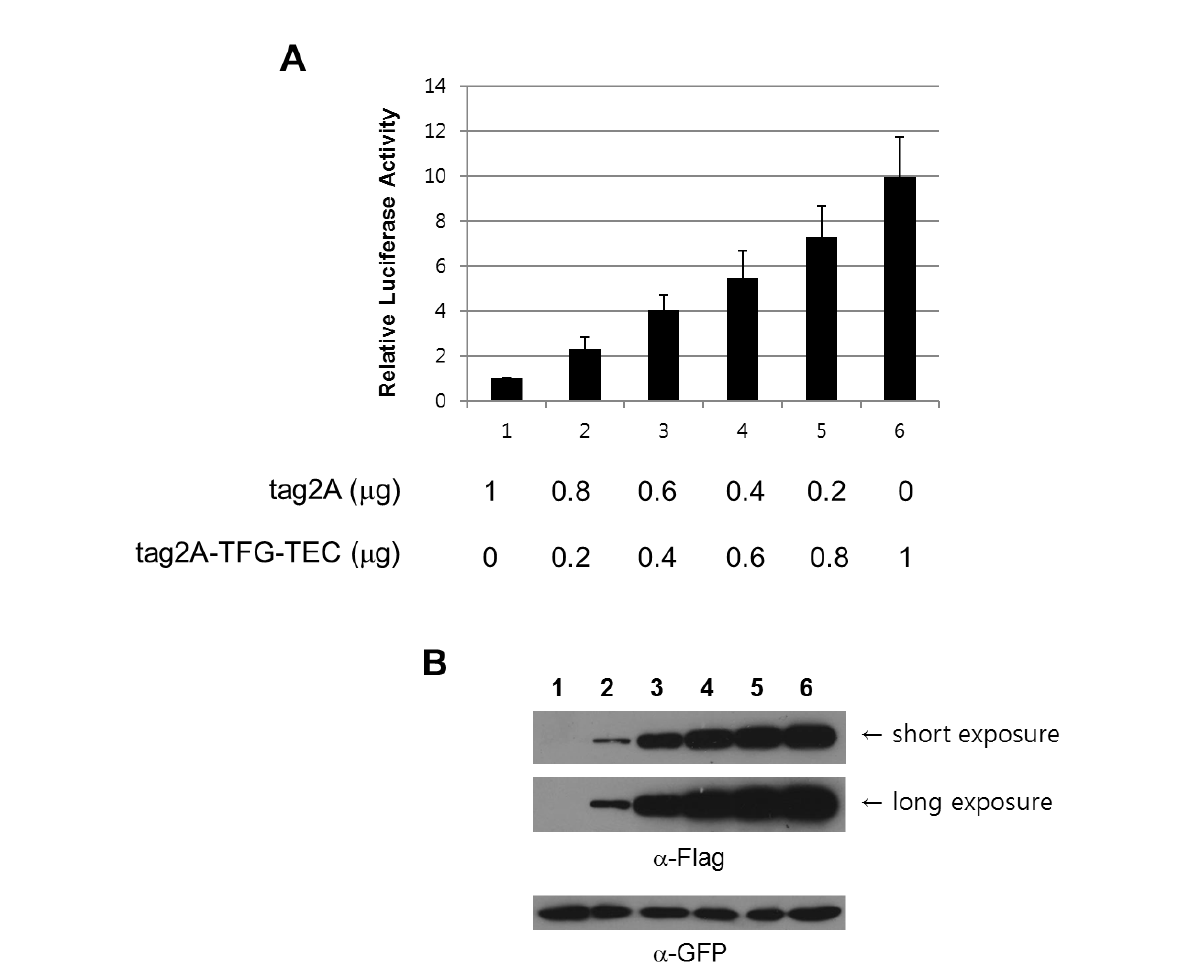 [보고서]암 대사관련 TFG-TEC 타겟 유전자 발굴 연구