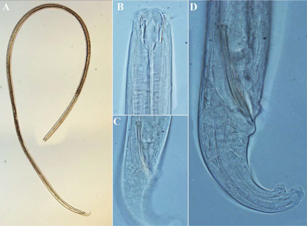 [보고서]해양선형동물자원 기탁등록보존기관