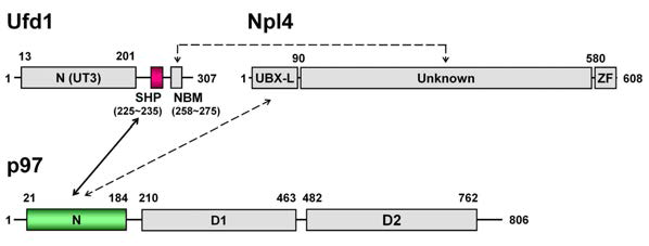 [보고서]p97-Ufd1-Npl4 복합체 구성원리 및 segregase 기능에 대한 구조적 기반 규명