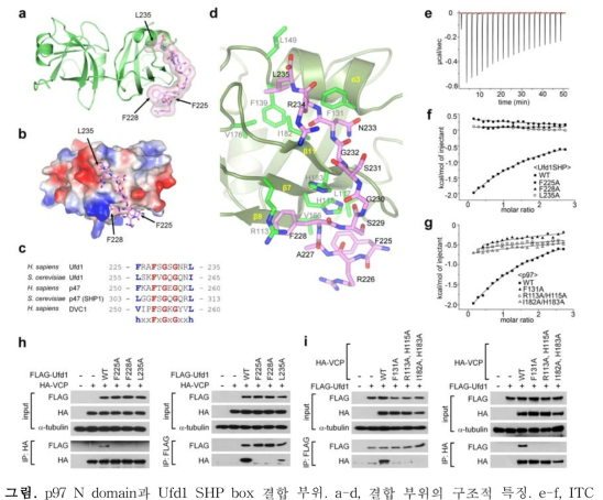 [보고서]p97-Ufd1-Npl4 복합체 구성원리 및 segregase 기능에 대한 구조적 기반 규명