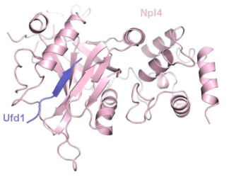 [보고서]p97-Ufd1-Npl4 복합체 구성원리 및 segregase 기능에 대한 구조적 기반 규명