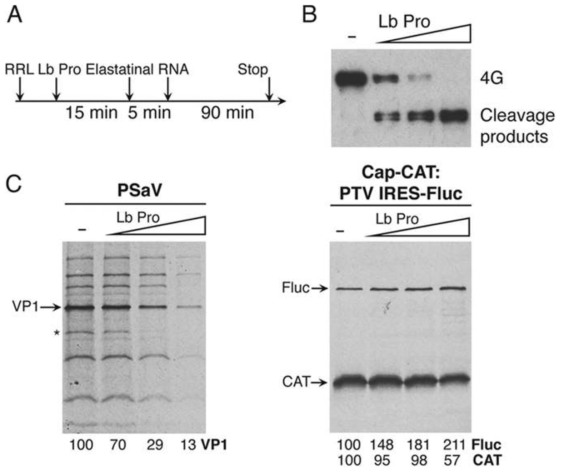 [보고서]돼지 사포바이러스 in vitro 감염기전 규명