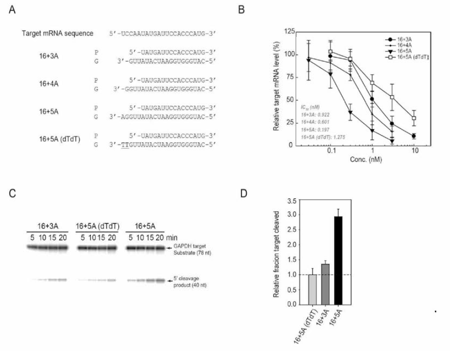 [보고서]RNAi 기반 간암 치료제 개발