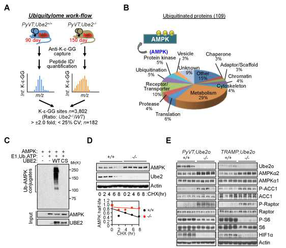 [보고서]발암 miRNAs의 기능 및 조절 기전에 관한 연구