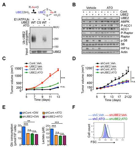 [보고서]발암 miRNAs의 기능 및 조절 기전에 관한 연구