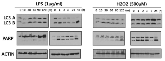 [보고서]Aggrephagy에 의한 유전성 말초신경병의 질환 조절 기전 연구