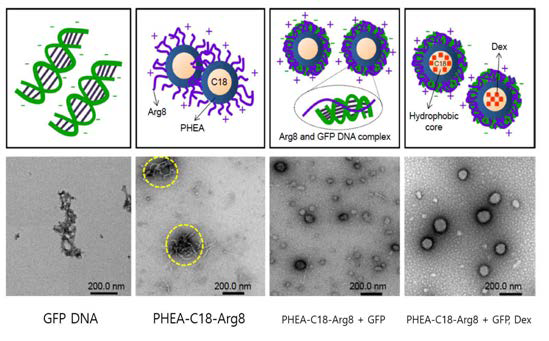 [보고서]내이질환 치료를 위한 나노파티클 기반 약물전달시스템 개발