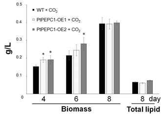 [보고서]미세조류에서 분자유전학적 기법을 이용하여 바이오연료 또는 바이오매스 생산이 증가된 유용 형질전환체 개발