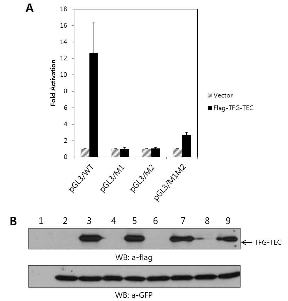 [보고서]암 대사관련 TFG-TEC 타겟 유전자 발굴 연구