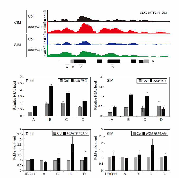 [보고서]히스톤 아세틸화 기반 식물세포 전형성능 및 재분화 조절 메커니즘