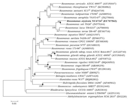 [보고서]신규 식물 프로바이오틱 세균의 유전체 기능 분석 및 활용 연구