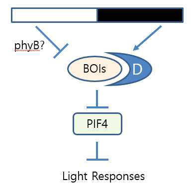 [보고서]BOI-DELLA 복합체의 후성유전학적 기능 규명