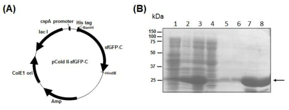 [보고서]인공 당사슬 생합성 경로를 이용한 효소 치료제 생산용 맞춤형 효모 개발