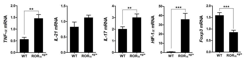 [보고서]핵수용체 ROR alpha 활성 유도 시스템을 이용한 류마티스관절염 치료법 개발