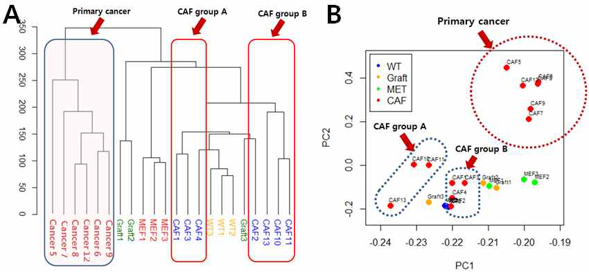 [보고서]암 연관 섬유아세포(CAF : cancer associated fibroblast) 조절 유전자 네트워크 규명과 새로운 ...