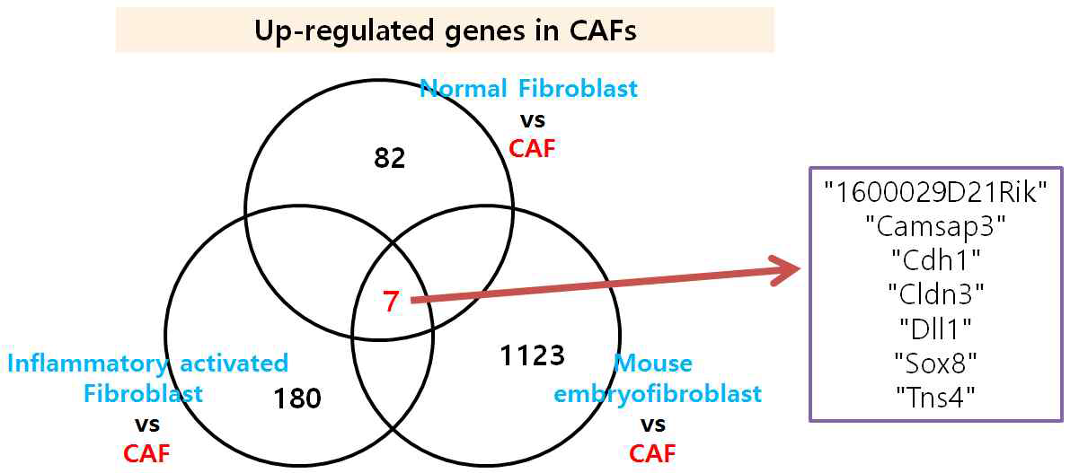 [보고서]암 연관 섬유아세포(CAF : cancer associated fibroblast) 조절 유전자 네트워크 규명과 새로운 ...