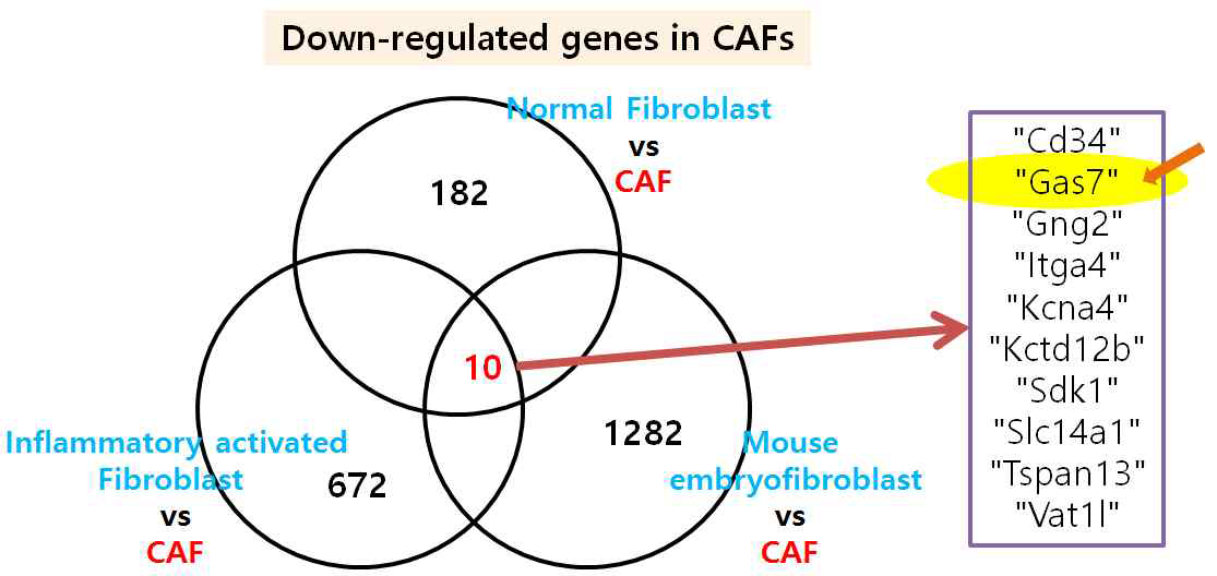 [보고서]암 연관 섬유아세포(CAF : cancer associated fibroblast) 조절 유전자 네트워크 규명과 새로운 ...