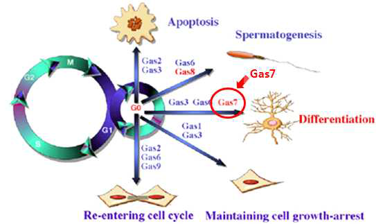 [보고서]암 연관 섬유아세포(CAF : cancer associated fibroblast) 조절 유전자 네트워크 규명과 새로운 ...