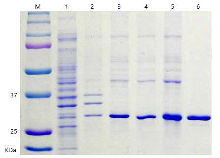 [보고서]프리온 응집체 시험법을 이용한 크로이츠펠트-야콥병(CJD) 진단 기반 기술 개발