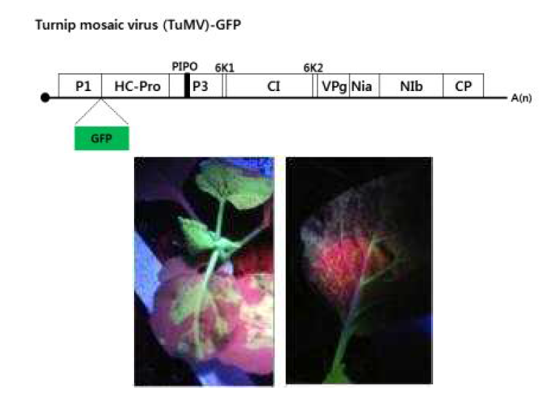 [보고서]원예박물 바이러스 저항성 유도물질 활용 기술개발