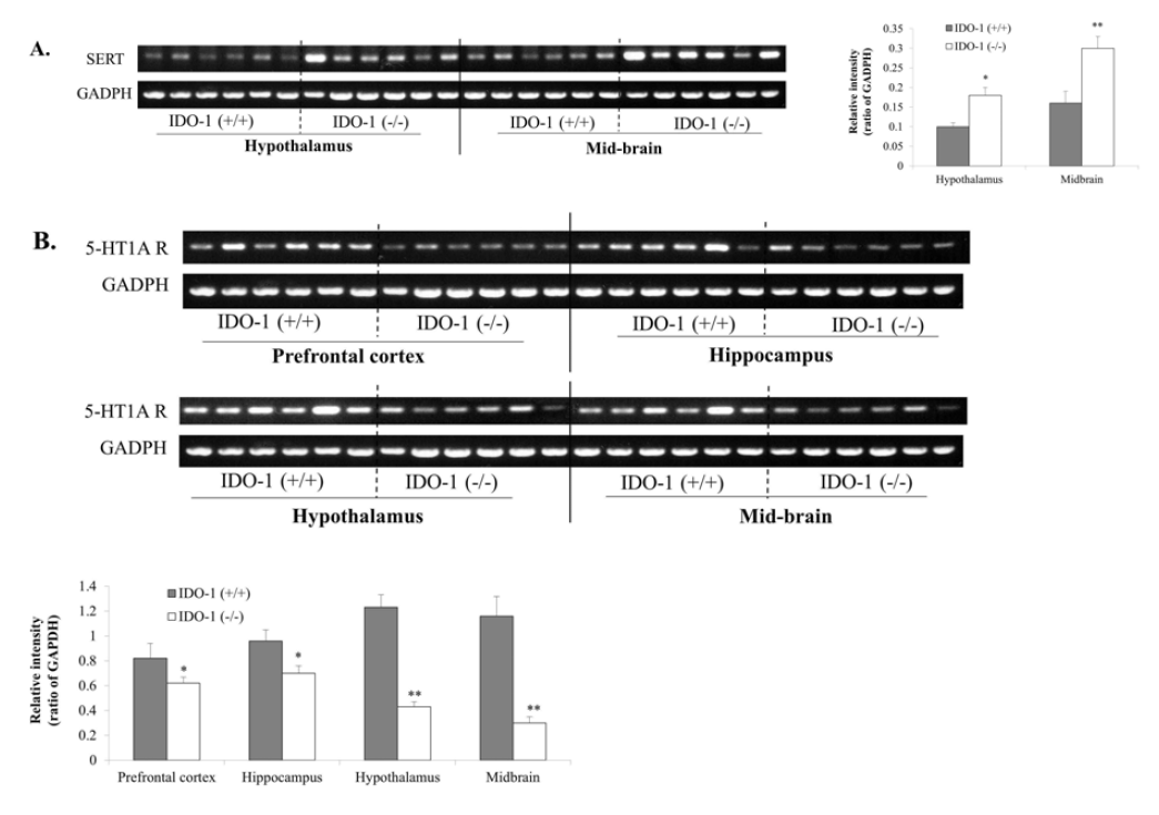 [보고서]정신신경흥분독성 조건에서 indoleamnine 2,3-dioxygenase (IDO) 유전자의 역할
