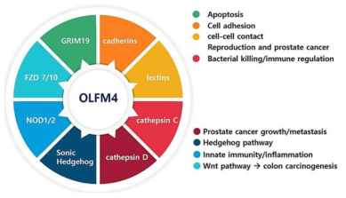 [보고서]장염 연관 대장암 모델을 이용한 olfactomedin –4(olfm4)의 항염, 항암 이중 억제 기능 규명