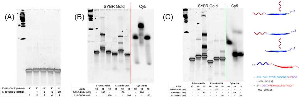 [보고서]구조변화 엡타머와 DNA-단백질 연결 설계기술을 활용한 Allosteric 응답기능의 신규 생분자 복합체 개발