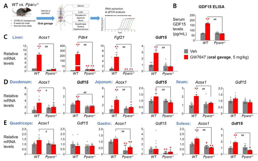 [보고서]대사체인식 핵수용체의 새로운 내분비 신호전달체계 발굴 및 대사 관련 전사조절 기전 이해