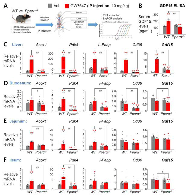 [보고서]대사체인식 핵수용체의 새로운 내분비 신호전달체계 발굴 및 대사 관련 전사조절 기전 이해