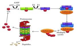 [보고서]화본과 작물의 내재해성 향상을 위한 유비퀴티네이션 조절 RING finger protein의 비교유전체 연구