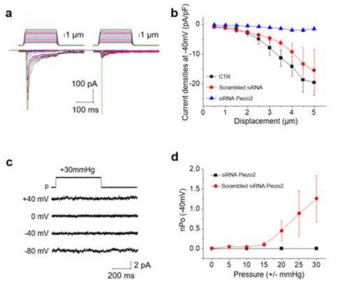 [보고서]Piezo2 ion channel의 특성 및 촉감 감지에서의 역할