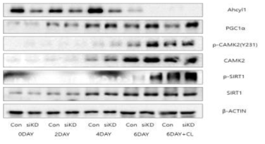 [보고서]마우스 표현형서비스 구축 및 대사 운동 표현형 분석