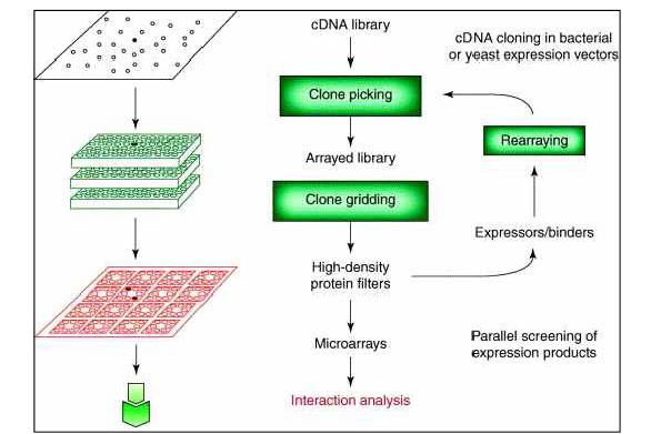 [보고서]중추신경계 프로테아좀 레귤레이톰 연구