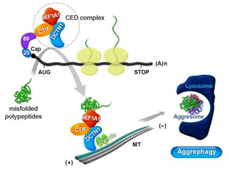 [보고서]단백질 번역 기전 연구