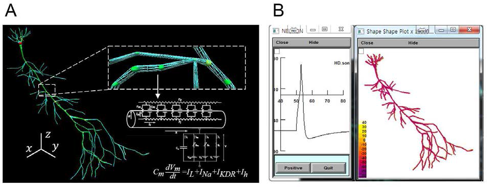 [보고서]뇌발달 지도 구축을 통한 뇌발달장애 진단기술개발