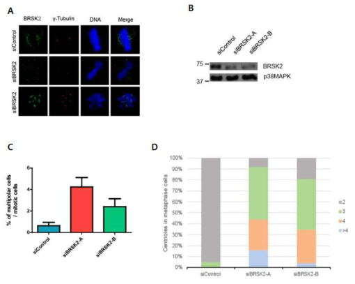 [보고서]DDA3 복합체에 의한 방추체 bi-orientation 조절 연구