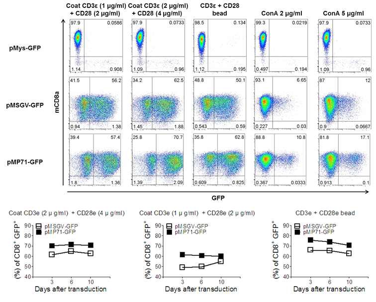 [보고서]신규 종양항원 polo-like kinase-1-특이 고-친화성 T 세포 수용체를 이용한 표적 면역치료 기반연구