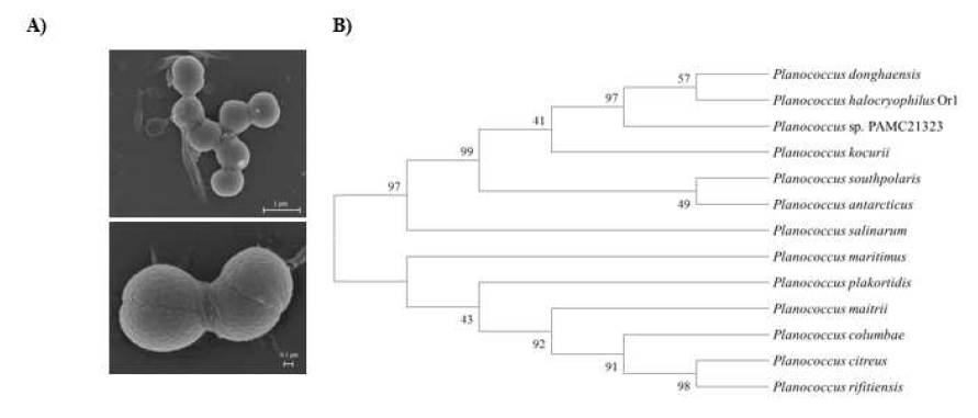 [보고서]극지 미생물 유래 DNA 손상 보호 카로티노이드 생합성 연구
