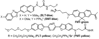 [보고서]양이온의 정량적인 측정에 사용할 수 있는 이광자 표지자의 합성과 생체영상