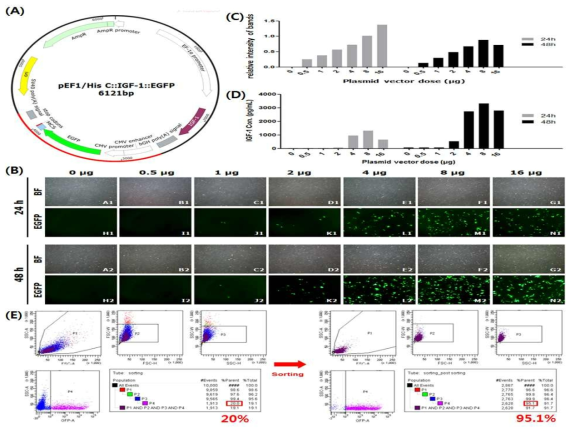 [보고서]생착유도 유전자와 유전자도입세포 선택 유전자를 이용한 심장질환 특이 생체 적합성 강화 세포 치료제 개발