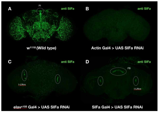 [보고서]G 단백질 연결 수용체, SIFa 수용체에 의한 수면 조절 메커니즘 구명